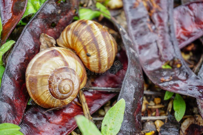 Two Snail Shells in the Nature Close Up View on Humid Rainy Weather ...