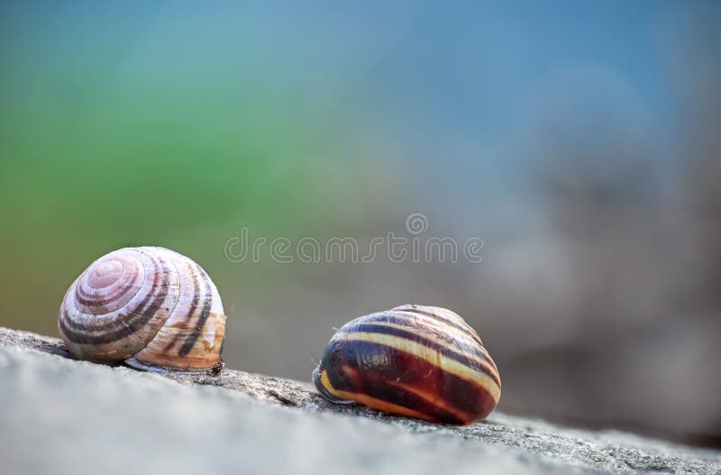 Two Snail Shells on the Rock Close Up Shot Stock Image - Image of ...