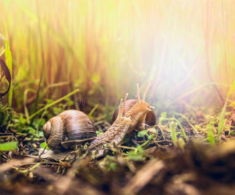 Sunny Snail with Enchanting Bokeh on Freesia Stock Image - Image of ...