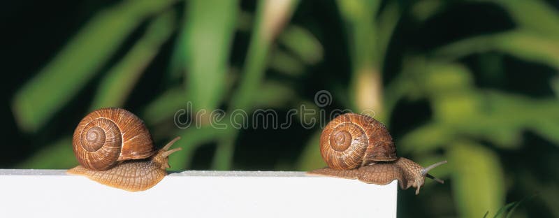Two snails stock image. Image of creature, couple, concept - 13058859