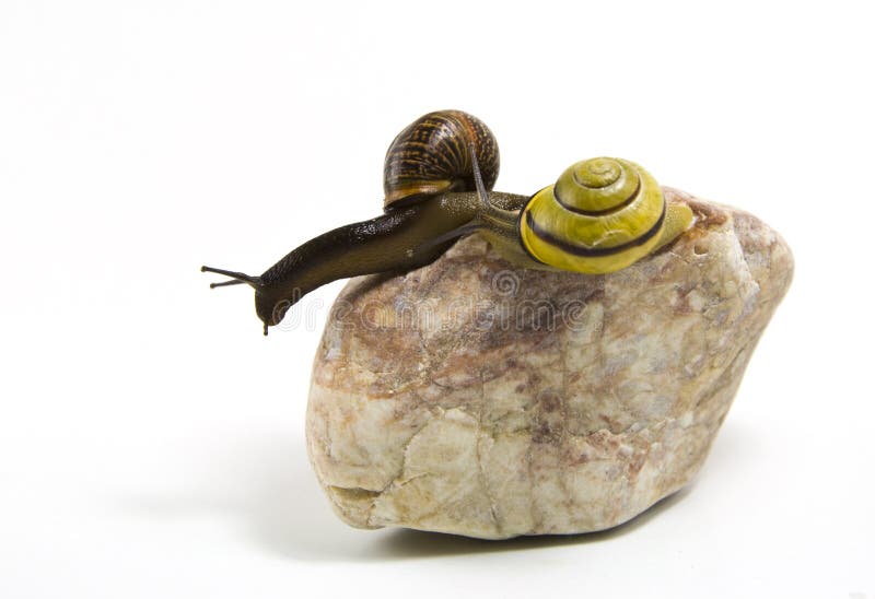 Two Snails Picture. Image: 14371889