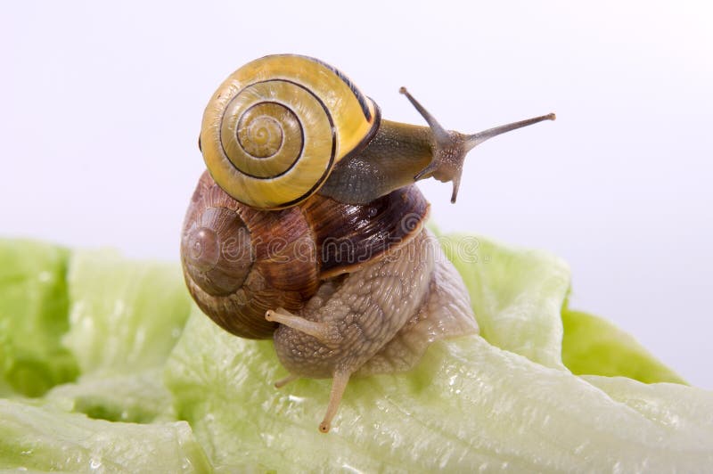 Two snails stock image. Image of slowly, snail, creep - 15584047