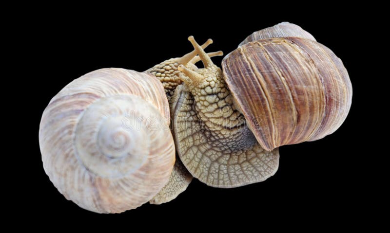 Two snails. stock photo. Image of mollusc, family, invertebrate - 19576368