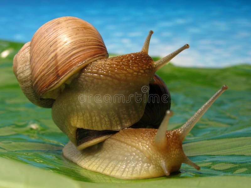 Two snails stock photo. Image of green, outside, meadow - 20172278