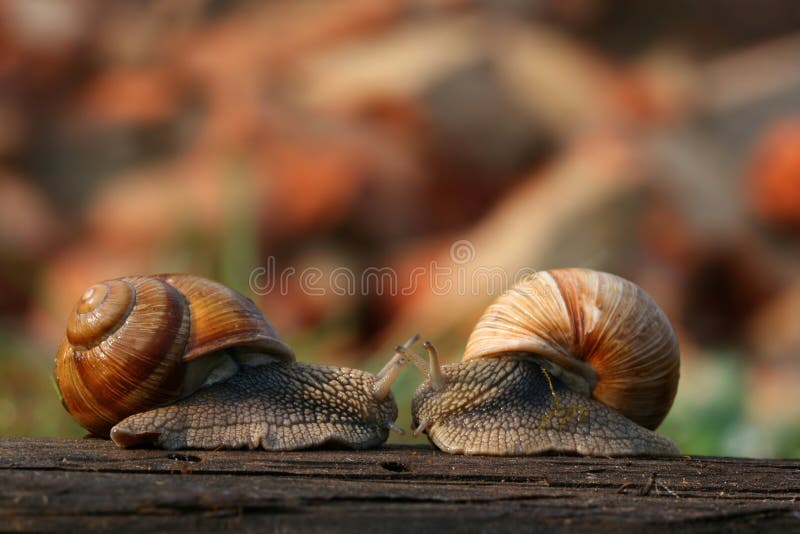 Two snails stock photo. Image of guck, creep, couple, slime - 2362542