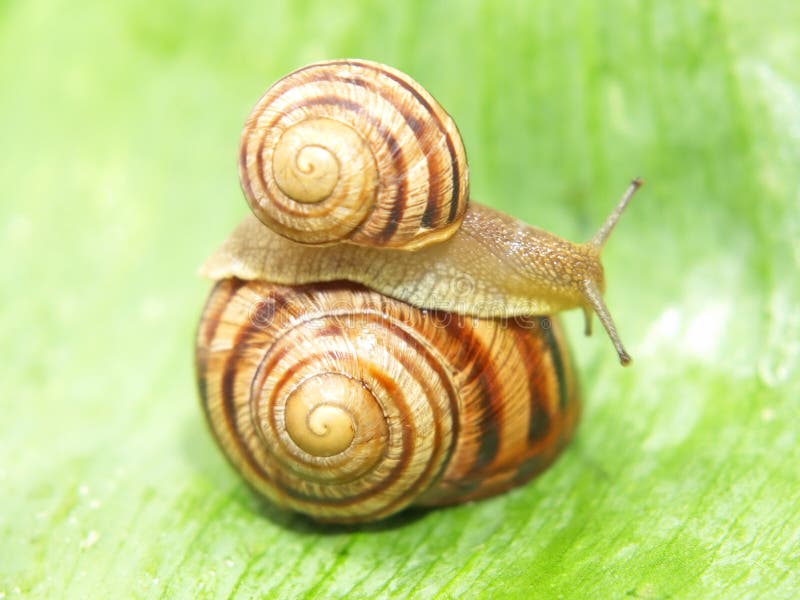 Two snails. stock image. Image of sticky, baby, gummy - 24634183