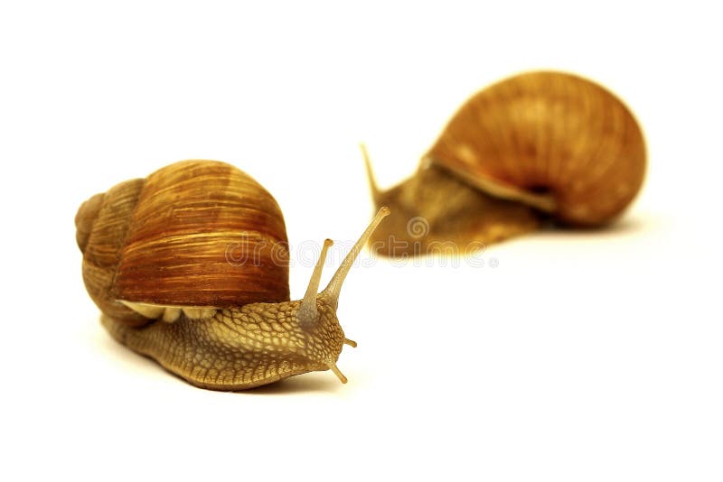 Two snails stock image. Image of antenna, mollusc, slug - 29184551