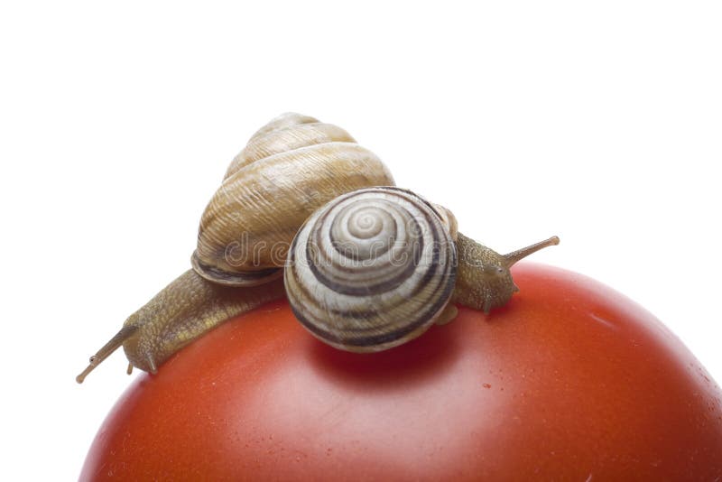 Two Snails Picture. Image: 6075311