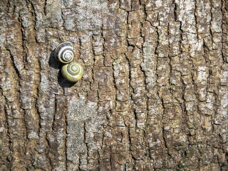 Two Snails on an Ancient Tree Trunk Stock Image - Image of snail, rough ...
