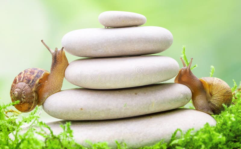 Two Snails Climbing on a Stack of Pebbles. Stock Photo - Image of ...
