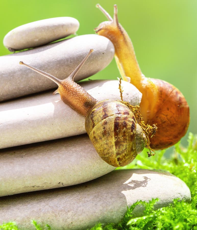 Snail Climbing on a Pile of Pebbles in Equilibrium. Stock Image - Image ...