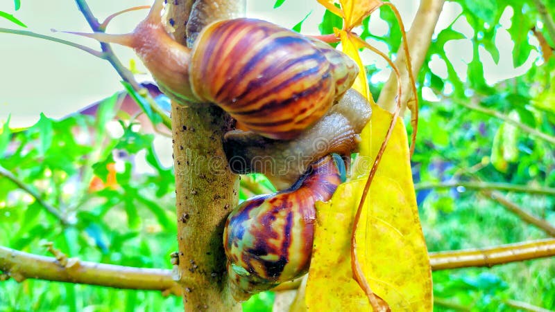 Snails climbing stock image. Image of snail, move, diagonal - 19352895