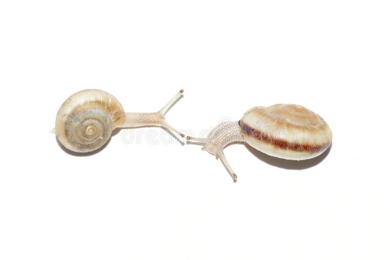 Two snails stock photo. Image of shell, eulota, white - 44479822