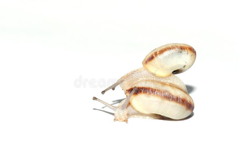Two snails stock photo. Image of eulota, shell, animal - 44479828