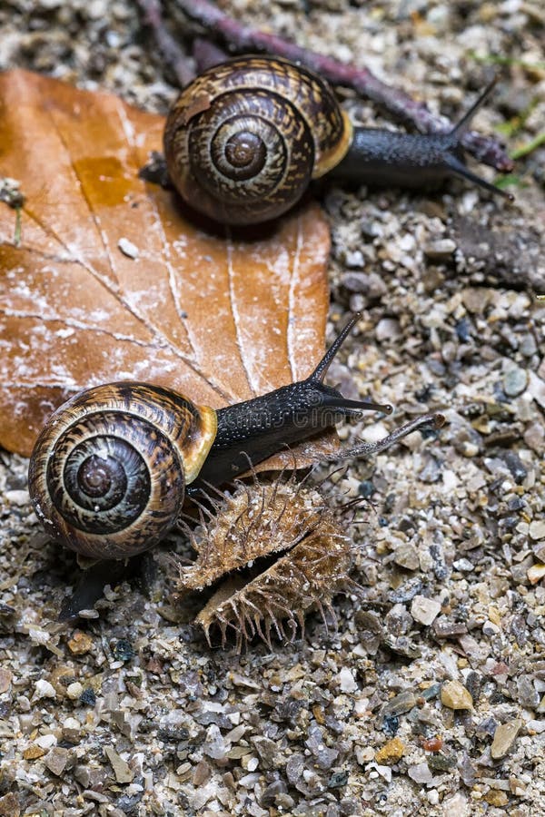 Two Snails Competing with Each Other on an Autumn Background Stock ...