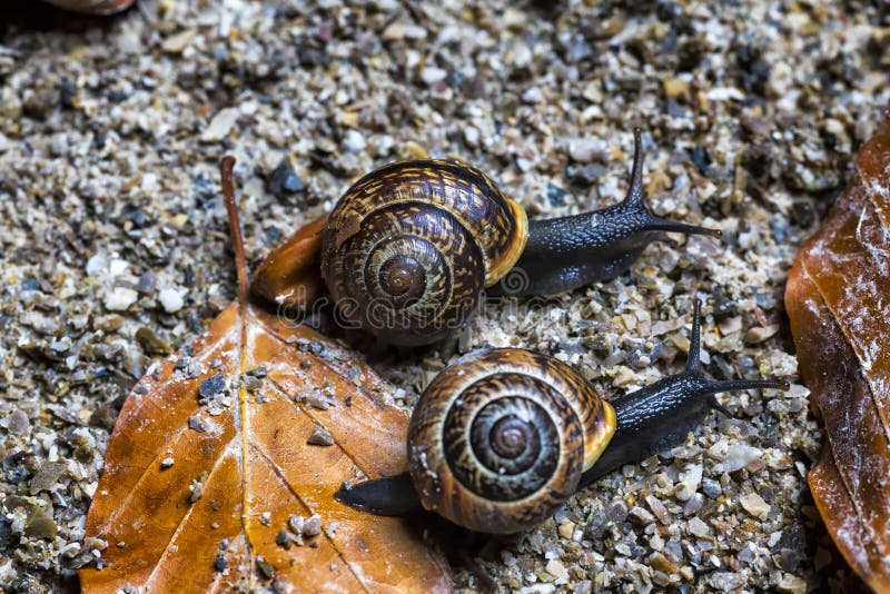 Two Snails Competing with Each Other on an Autumn Background Stock ...