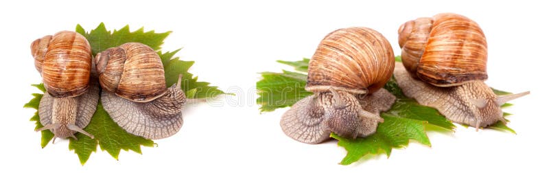 Two Snails Crawling on the Grape Leaves White Background Stock Image ...