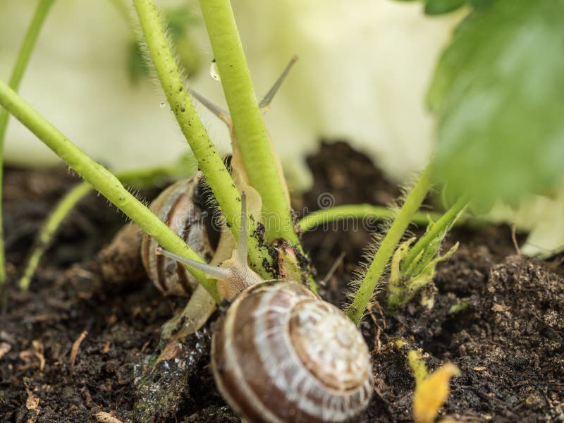 Two snails in the earth stock image. Image of farmed - 180685043