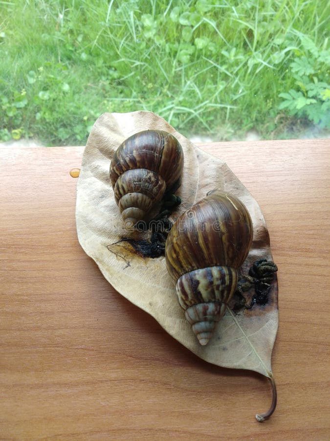 Feces Snail Stock Photos - Free & Royalty-Free Stock Photos from Dreamstime