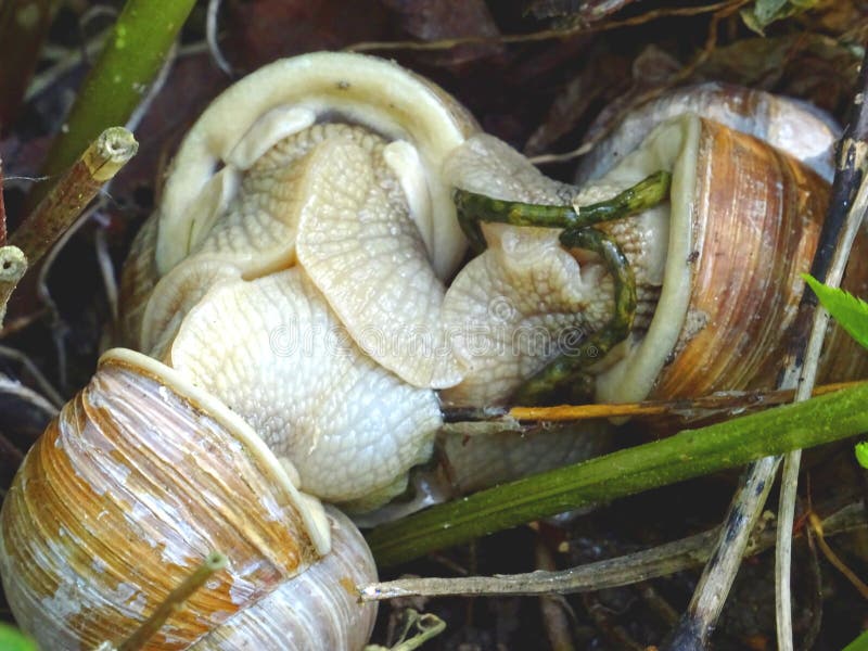 Two Snails and Feces in the Garden Stock Photo - Image of gastropods ...