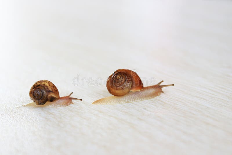 Two snails stock photo. Image of cooking, environment - 36528326