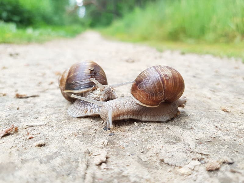 Two Snails on the Forest Road Stock Image - Image of little, green ...