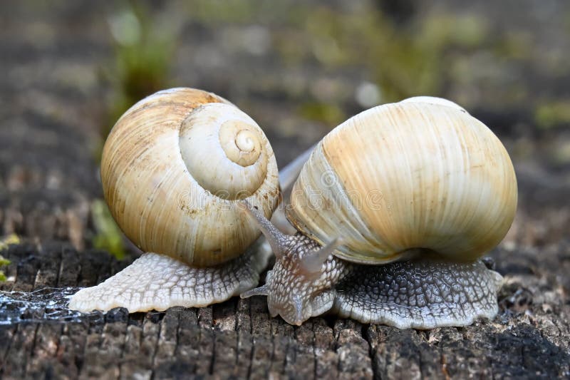 Two snails in the garden stock photo. Image of closeup - 253417740