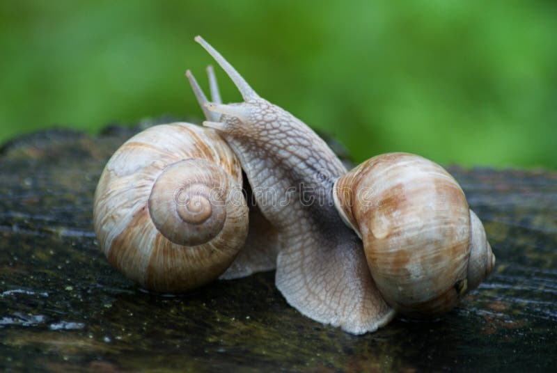 Spring love of snails stock photo. Image of garden, shell - 149934786