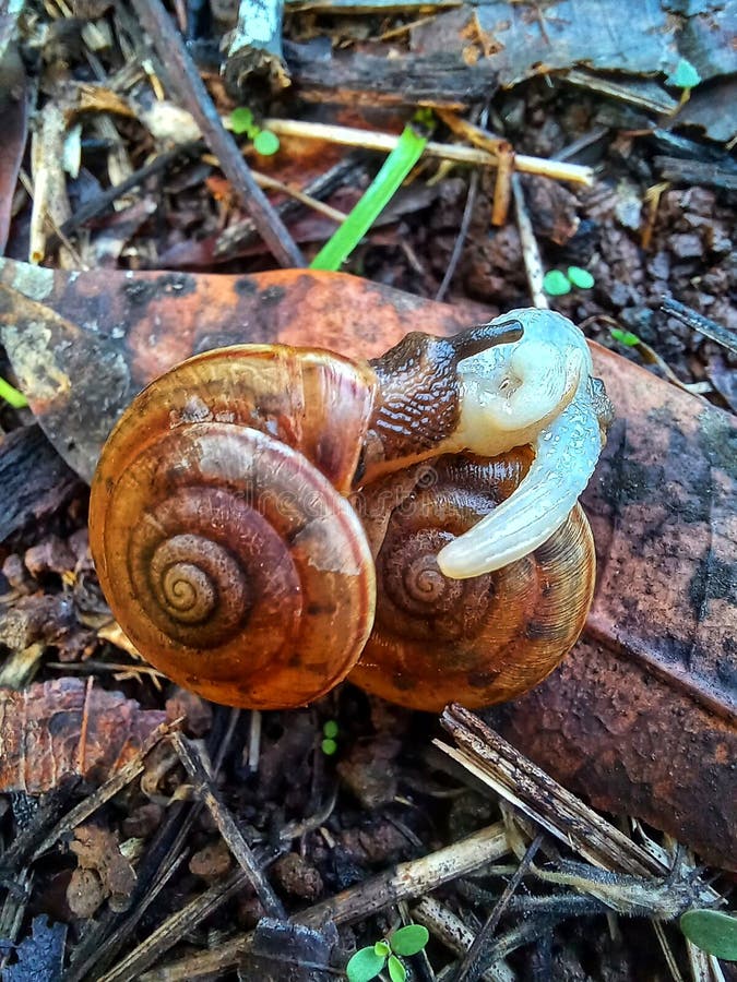 Two Snails are Having Fun Making Love Stock Image - Image of making ...