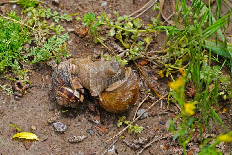 Two Snails Toward Same Direction Stock Image - Image of shell, together ...