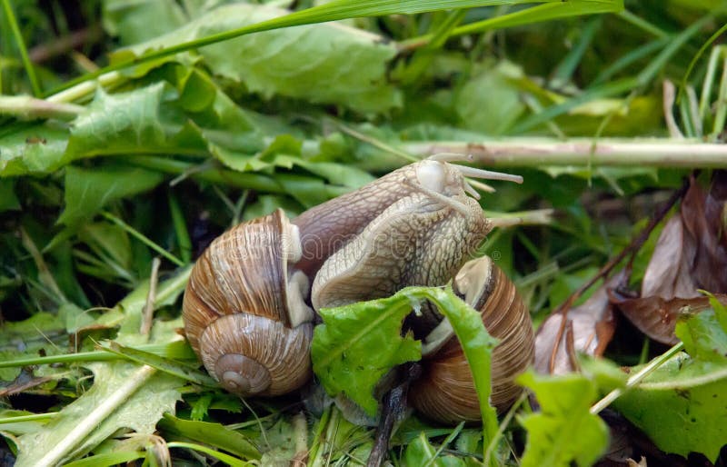 Meeting of two snails stock photo. Image of white, closeup - 26590104