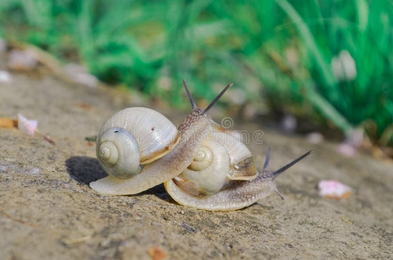 Two Small Snails with Beautiful Shells. Stock Photo - Image of shells ...