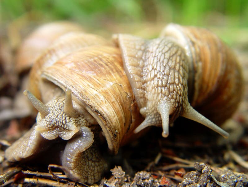 Two snails in love stock photo. Image of love, nature - 2833428