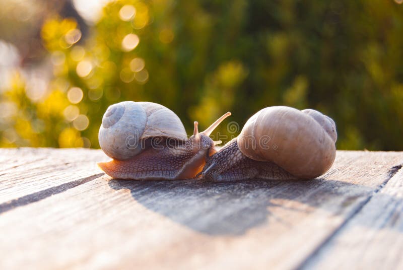 Two snails love. stock image. Image of snails, background - 181377049