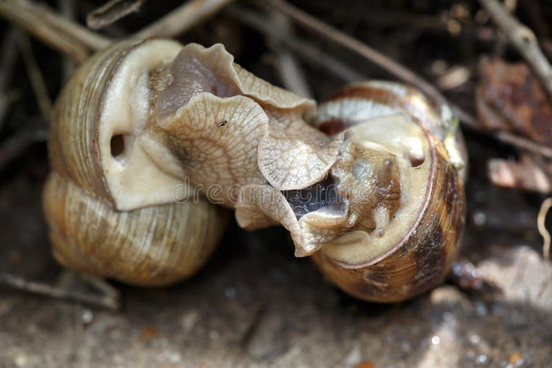 Two Snails Mate. they Connected with Each Other Stock Photo - Image of ...