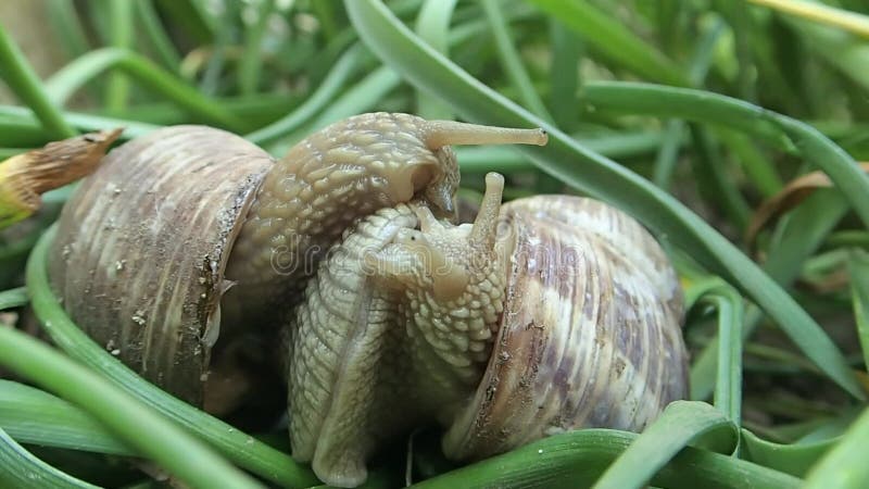 Two Snails Mating in Garden Stock Footage - Video of nature, snails ...