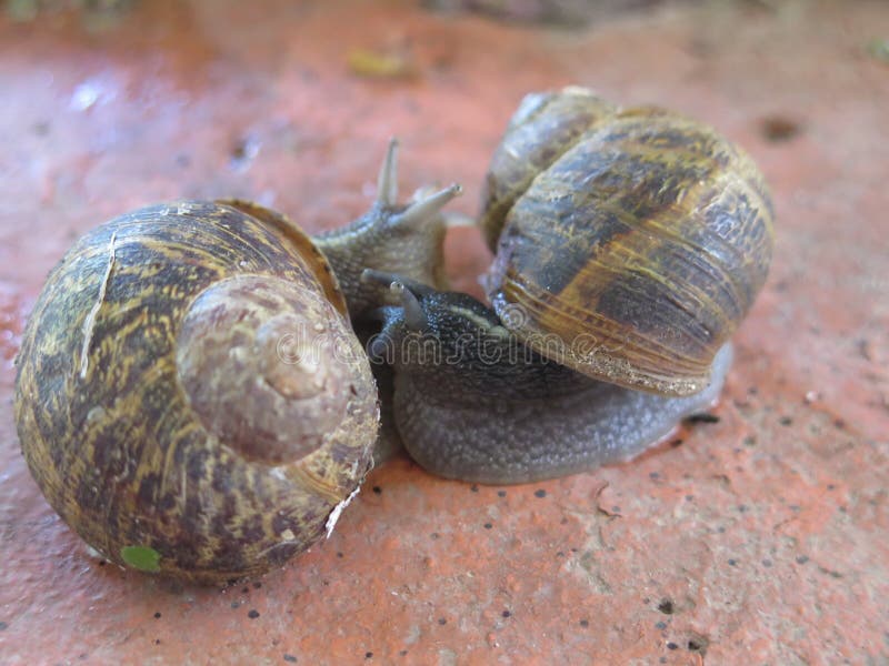 Two snails merge stock photo. Image of animal, small - 134764824