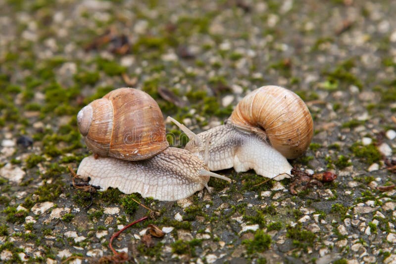 Two snails on mossy rocks stock photo. Image of movement - 25160424