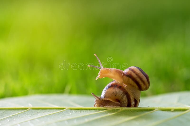 130 Snails Kiss Stock Photos - Free & Royalty-Free Stock Photos from ...