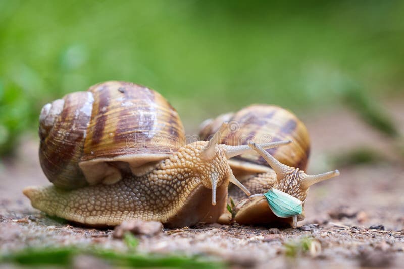 Two Snails, One with a Mask and One without Stock Photo - Image of ...