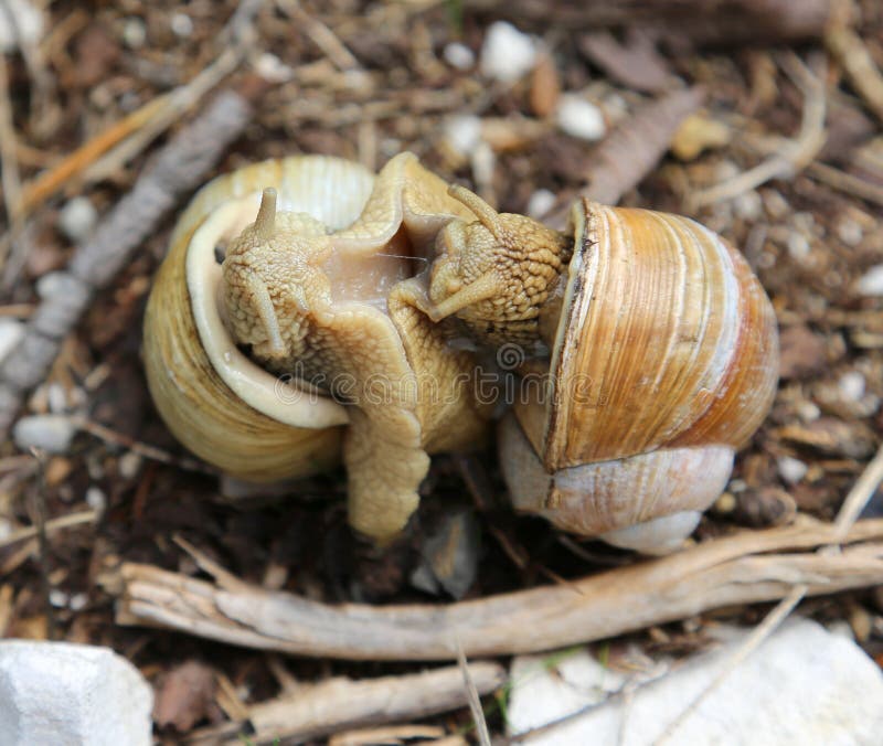 Two Snails during the Pairing Stock Photo - Image of mate, snail: 102730828