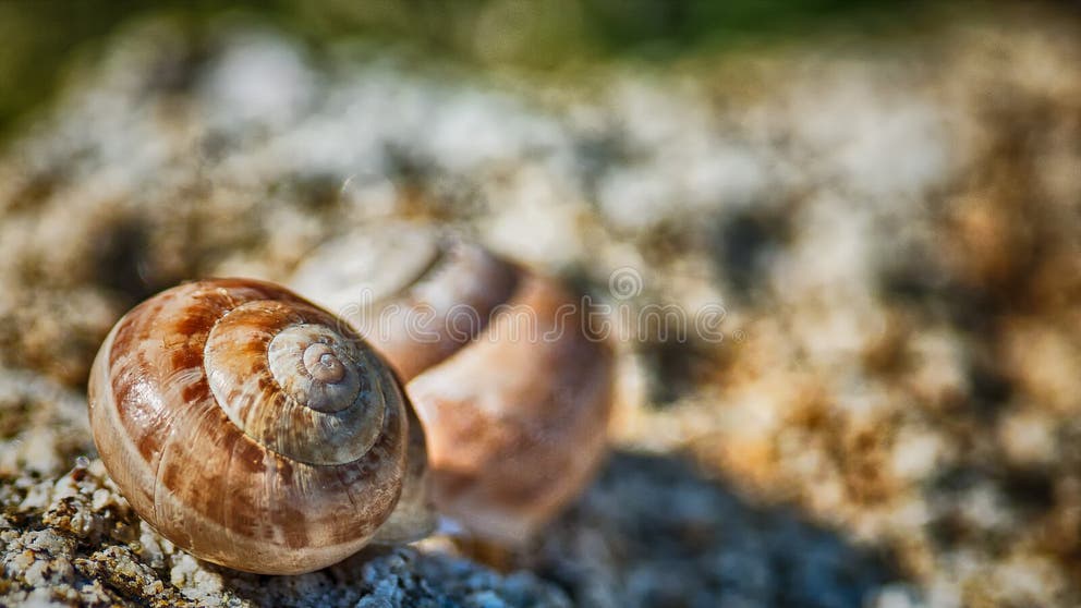 Two snails in perspective stock image. Image of macro - 60728099