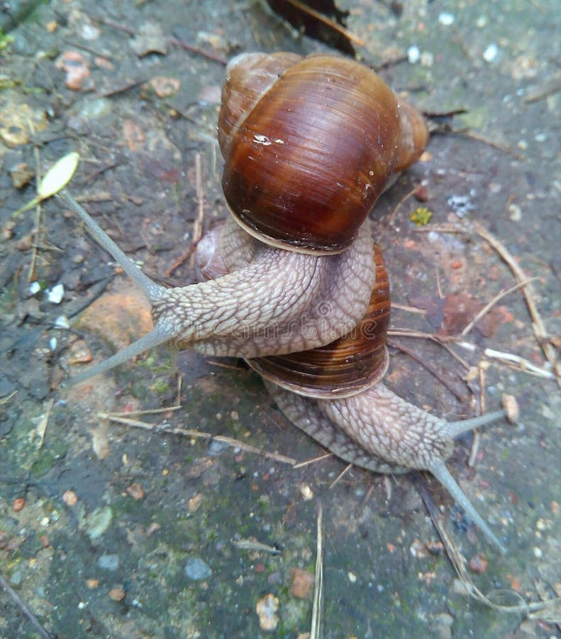 Two Snails Earth Background Stock Image - Image of background, time ...
