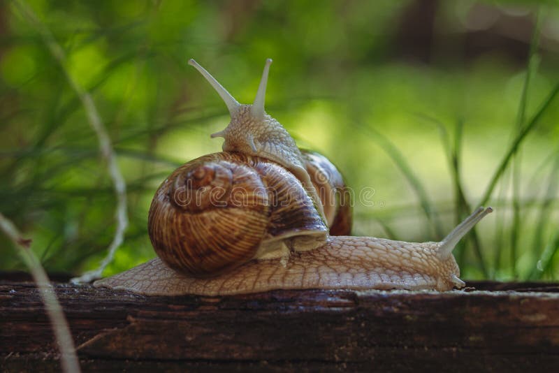 Two Snails Sit on Top of Each Other Stock Photo - Image of frog, flower ...