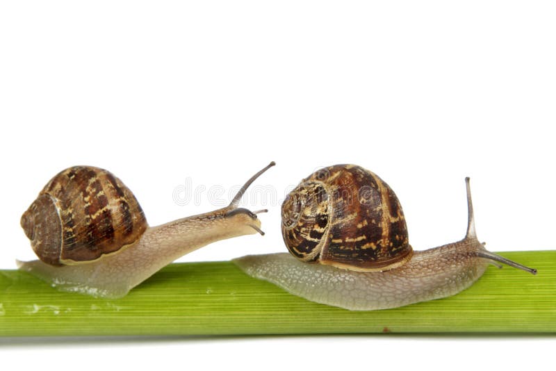Snails stock photo. Image of cute, slugs, farm, effort - 27315552