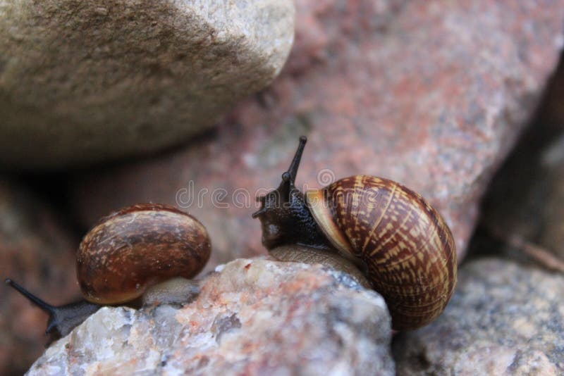 Two snails stock image. Image of slugs, land, snail, shell - 85864975
