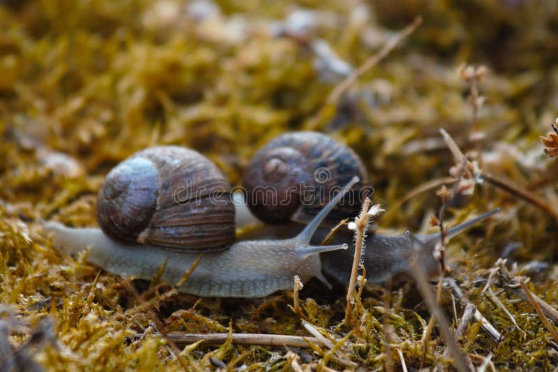 Two Snails on the Moss stock photo. Image of color, redwoods - 303778966