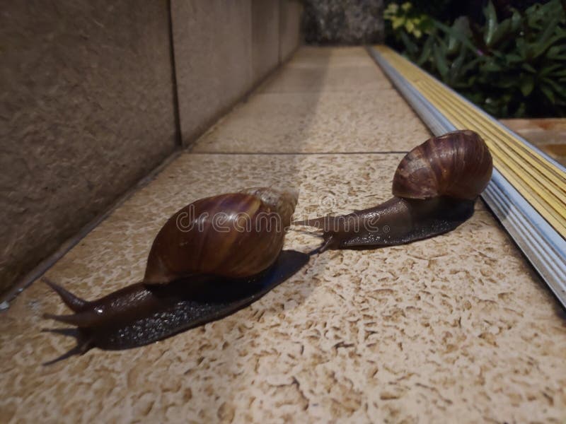 Two Snails Walking at Night in a Staircase in Hong Kong Stock Photo ...