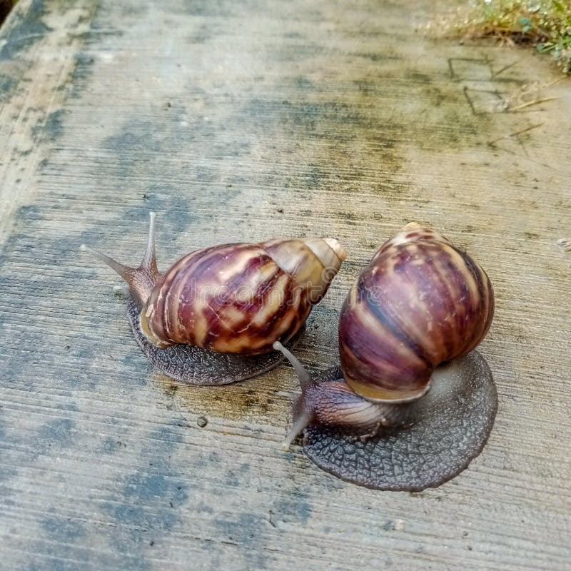 Two walking snails stock image. Image of invertebrate - 243683833