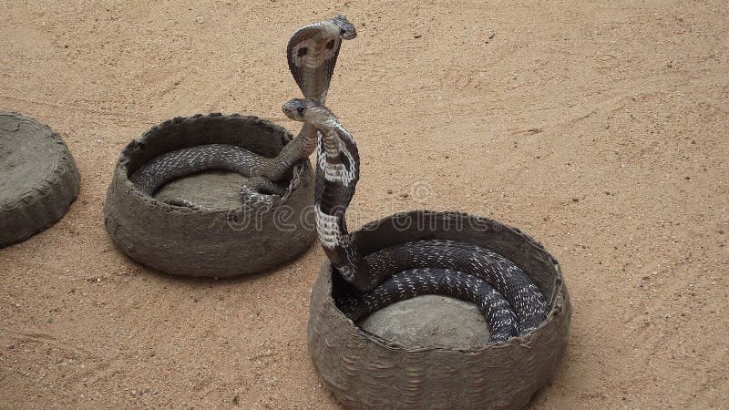 Snakes dancing stock photo. Image of insect, green, snake - 109789508